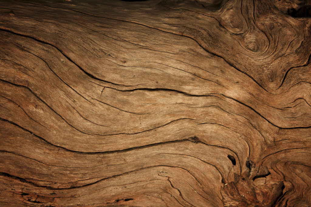 Fun Tree Facts fun-tree-facts