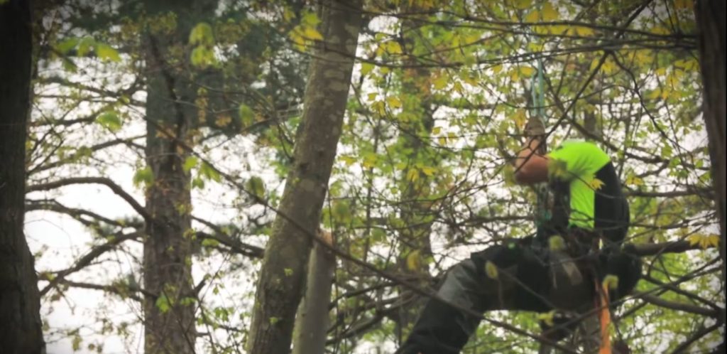 SherrillTree Video Series: Climbing Techniques